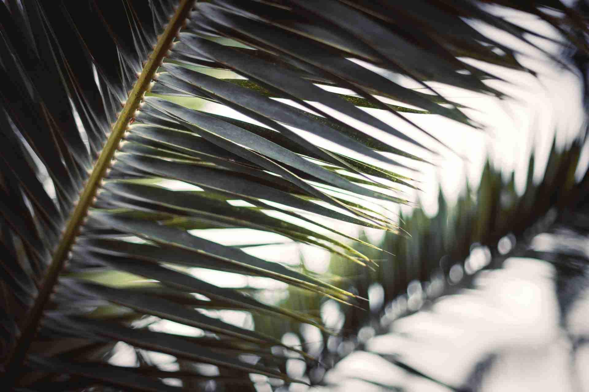 Church Color for Palm Sunday: Why we Wear Red