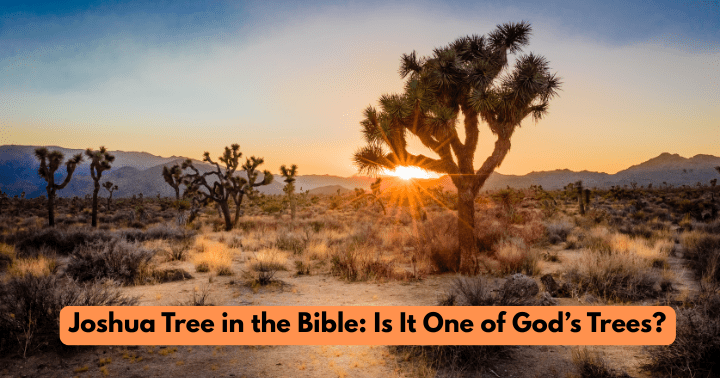 Joshua Tree in the Bible: Is It One of God’s Trees