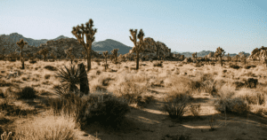 Joshua Tree in the Bible: Is It One of God’s Trees