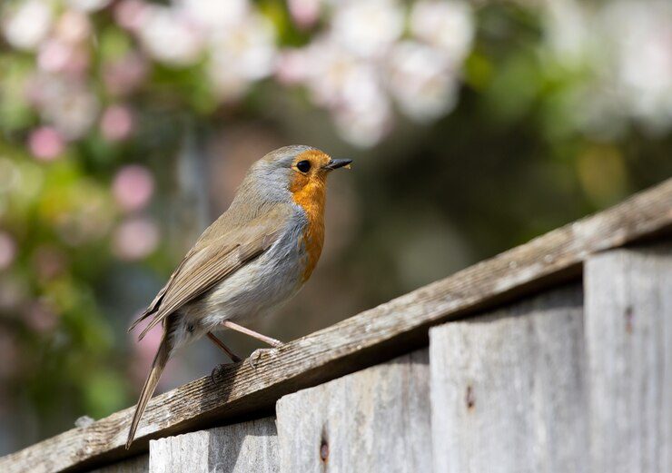 Robin in the Bible: Meaning and Christian Symbolism